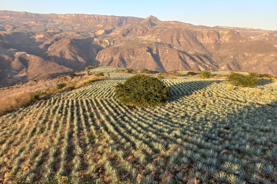 Colombia visitará el Paisaje Agavero de México en el marco del proyecto de cooperación patrimonial